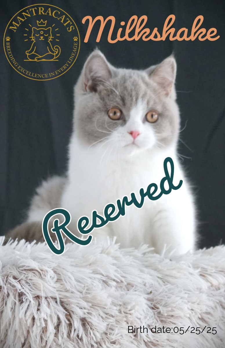 Milkshake - Lilac Bicolor British Shorthair Male Texas